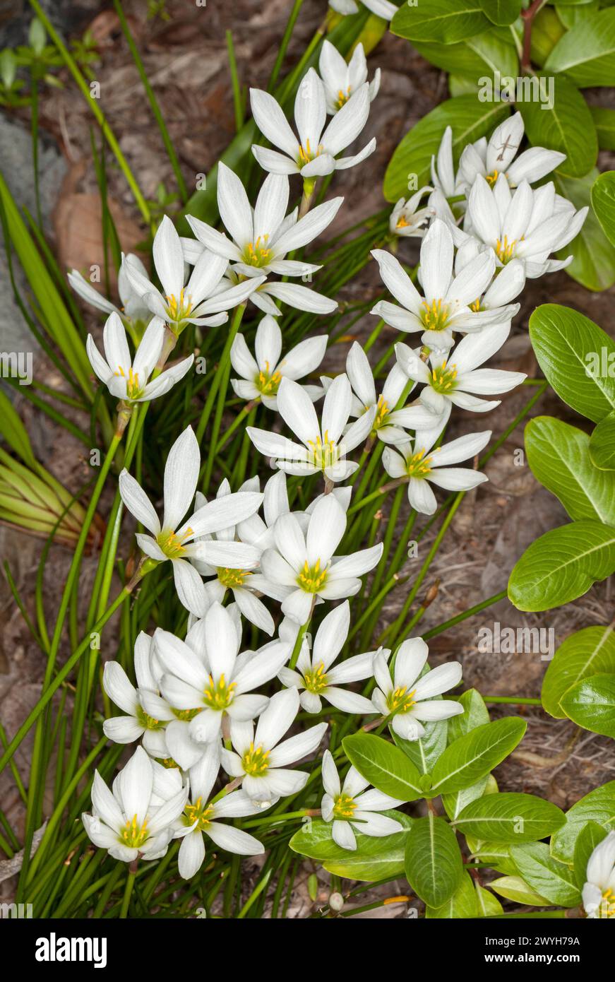 Rain lilies Banque de photographies et d’images à haute résolution - Alamy