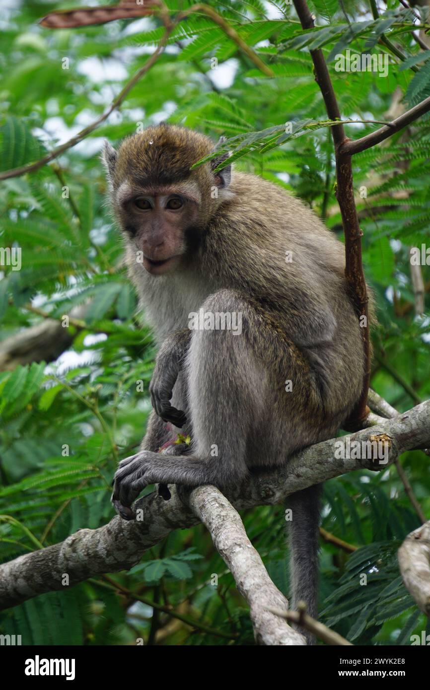 Singe kra à longue queue Banque de photographies et d’images à haute ...