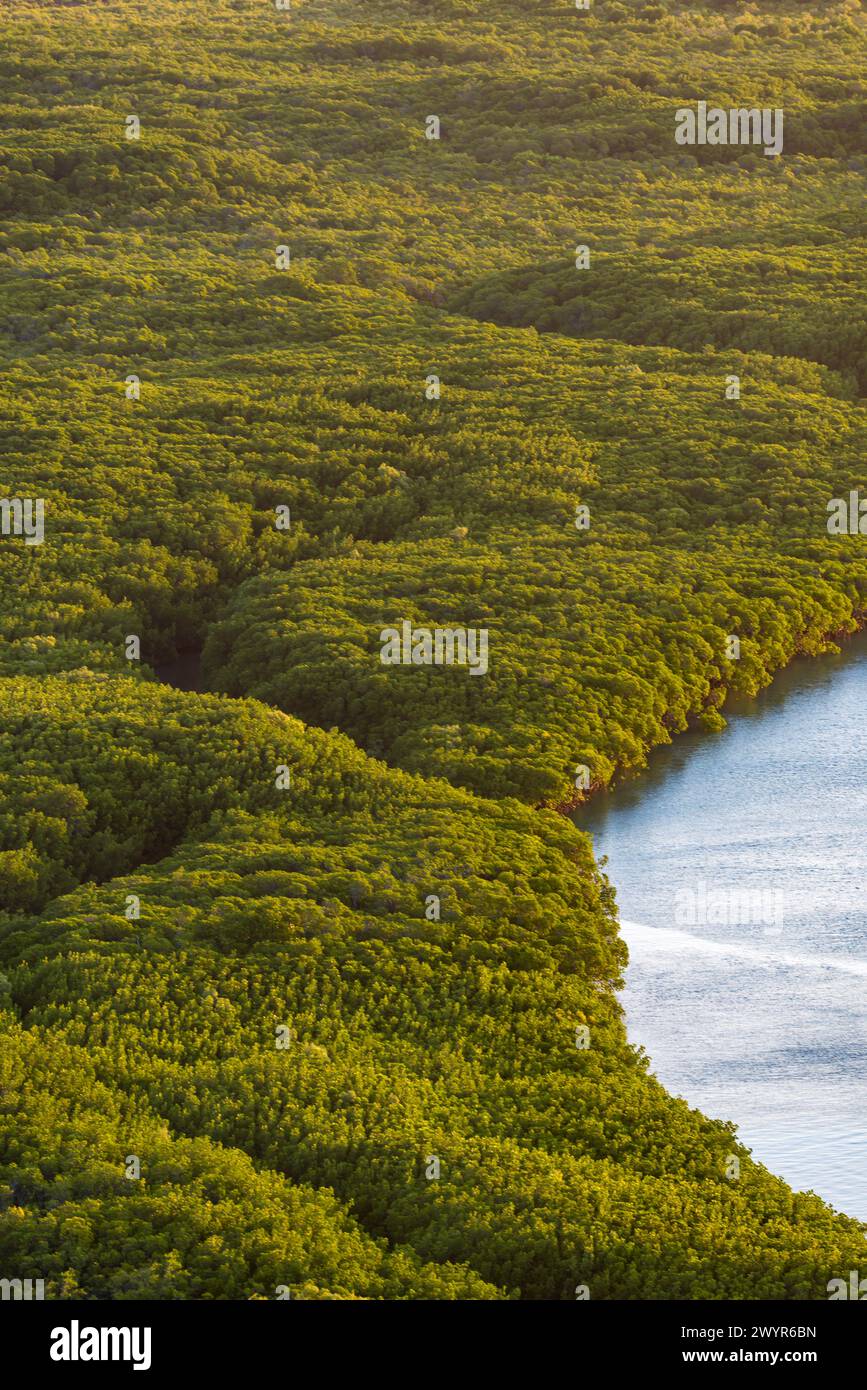 Forêts de mangroves Banque de photographies et d’images à haute ...