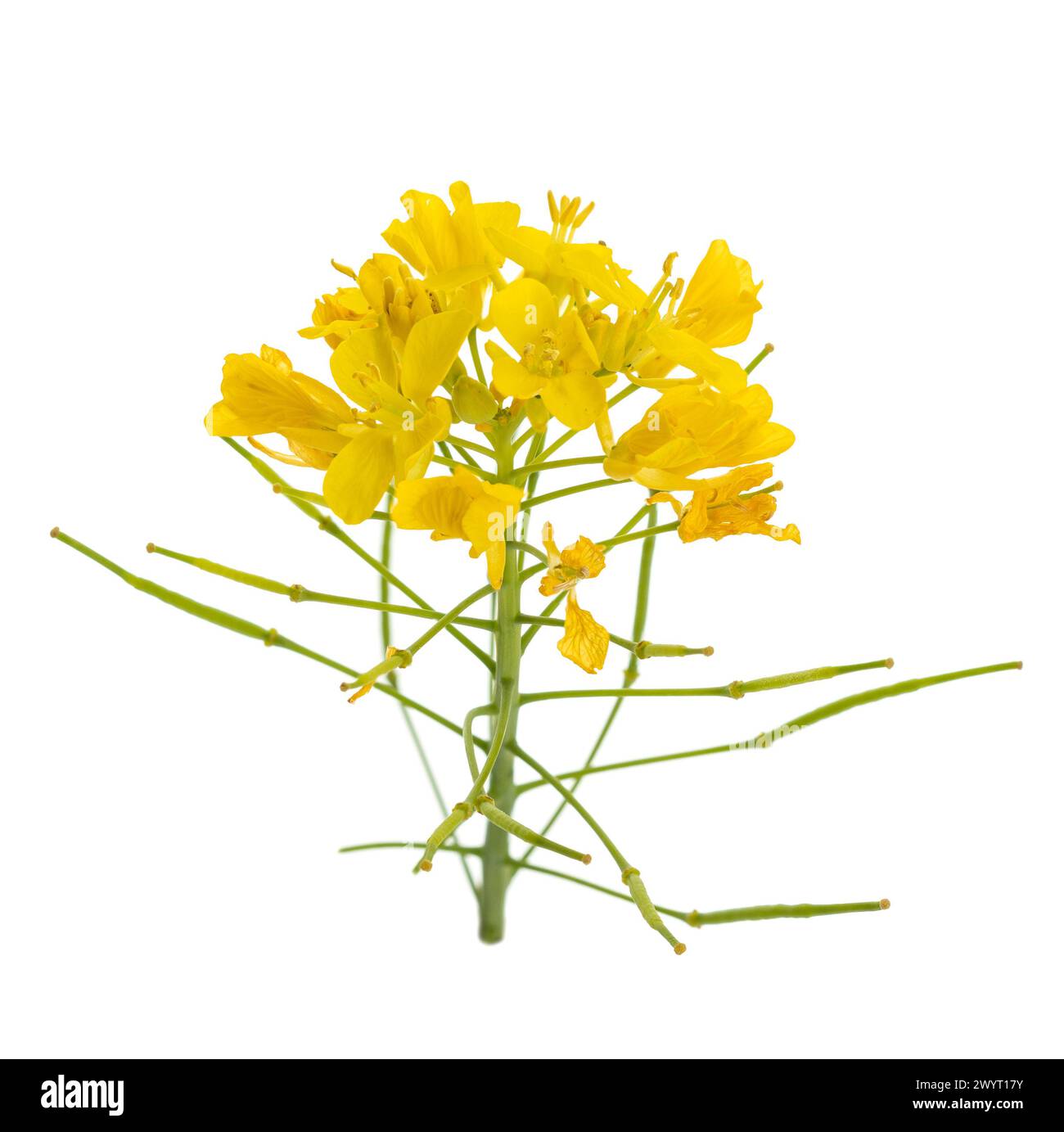 Graine de canola sur fond blanc Banque de photographies et d’images à haute résolution - Alamy