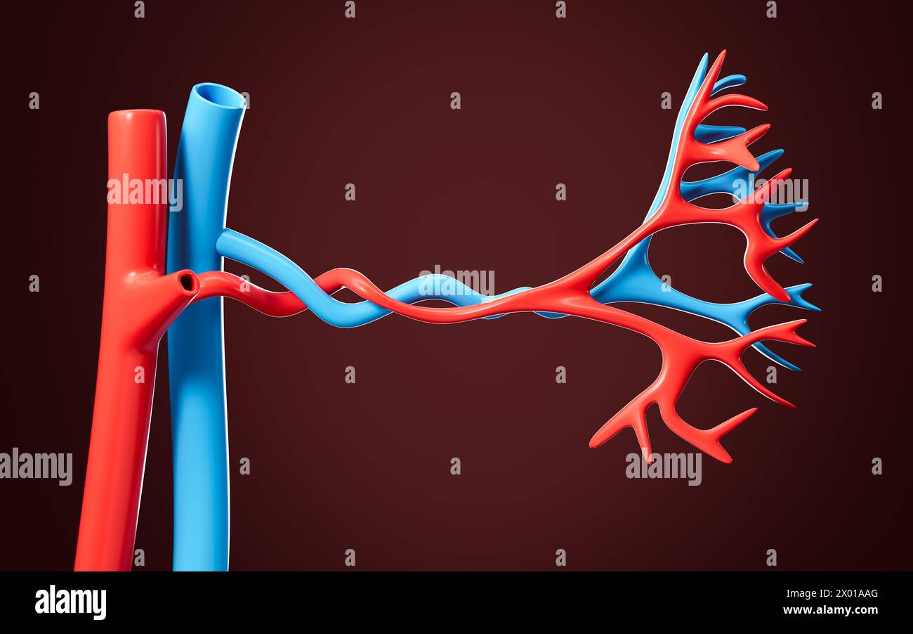 Modèle de vaisseau sanguin humain, veines et artères, concept médical ...