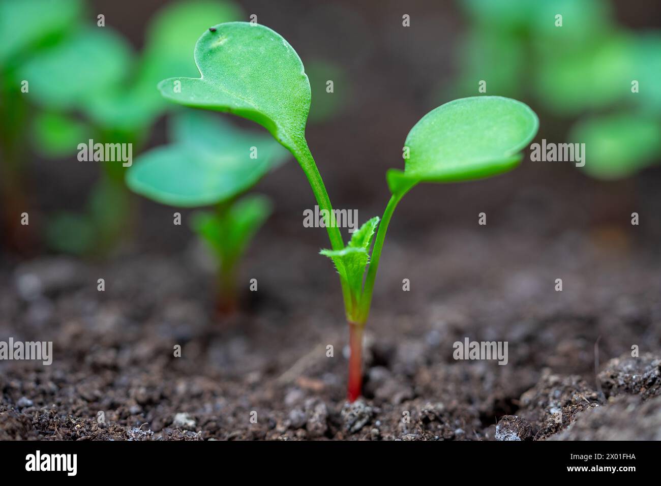Jeune radis Banque de photographies et d’images à haute résolution - Alamy