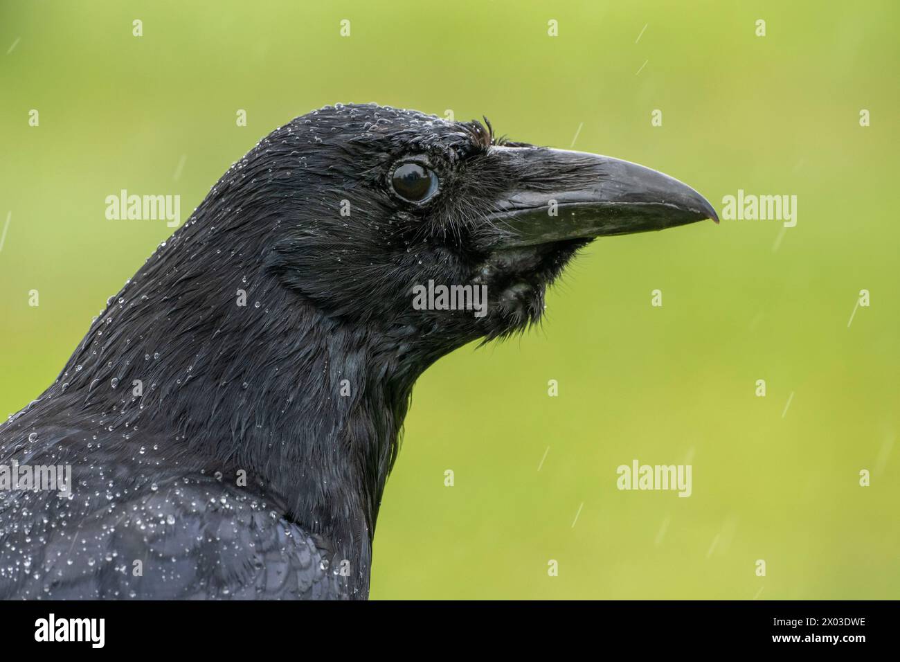 Rain crow Banque de photographies et d’images à haute résolution - Alamy