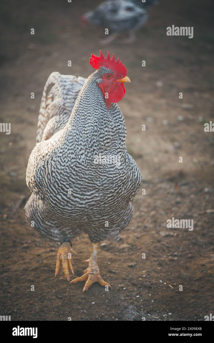 Amrock chicken Banque de photographies et d’images à haute résolution ...