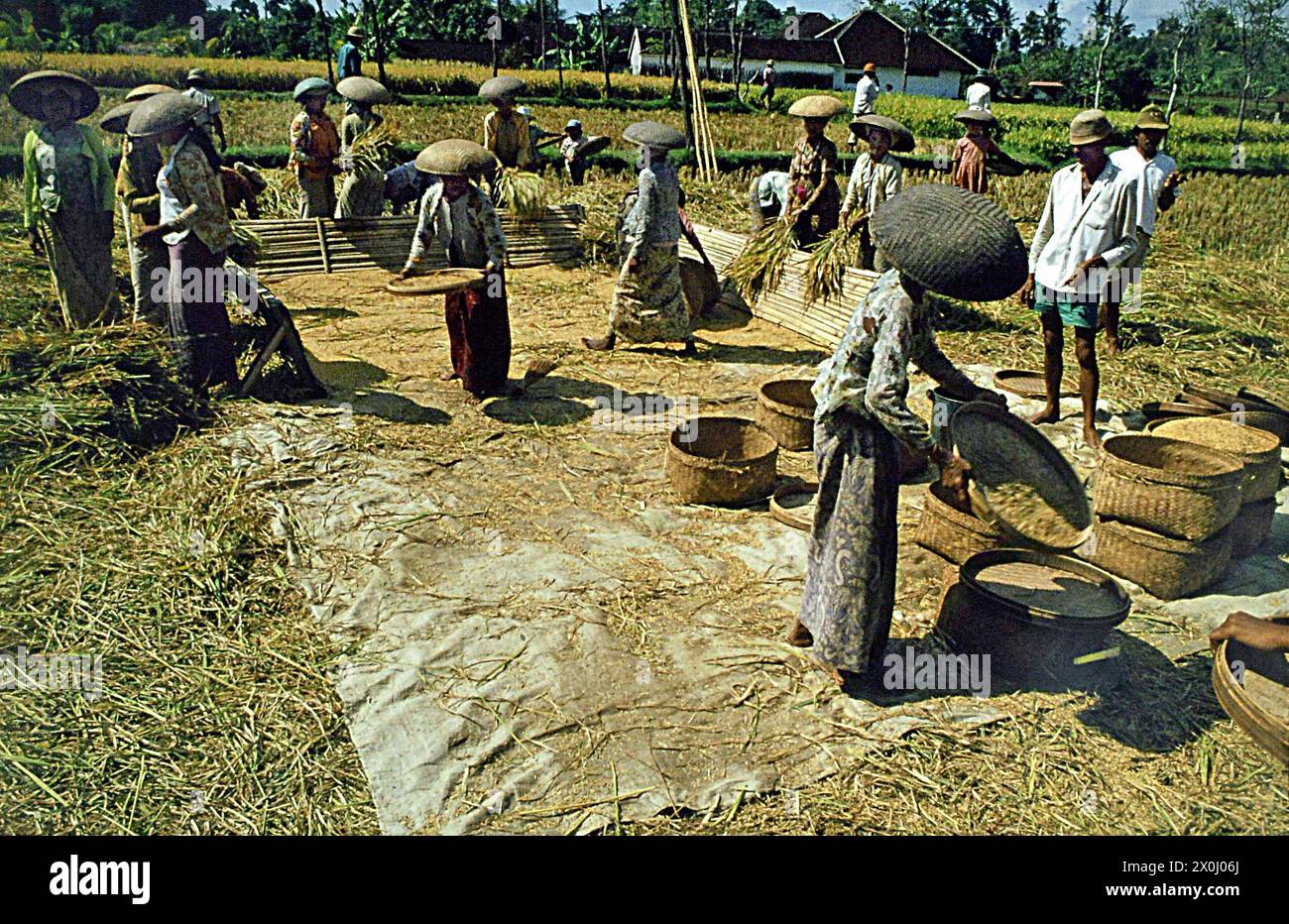 Rice sieving Banque de photographies et d’images à haute résolution - Alamy