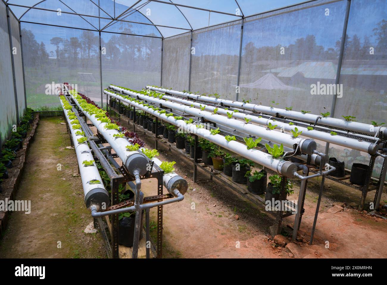 Cabane de la ferme de verticulture, planter des légumes verticalement ...