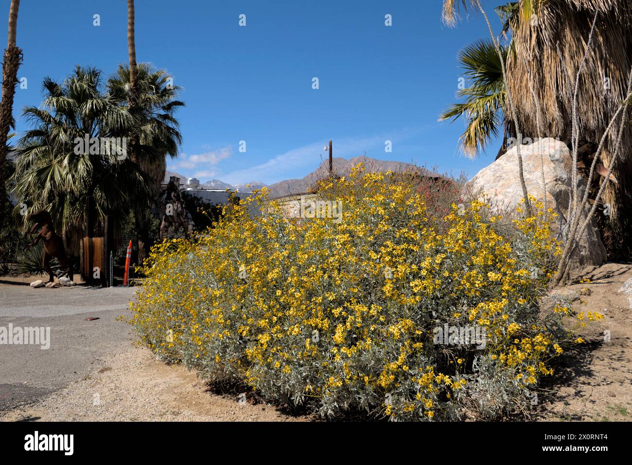 Fleurs de brousse cassantes jaune brillant Banque de photographies et d ...