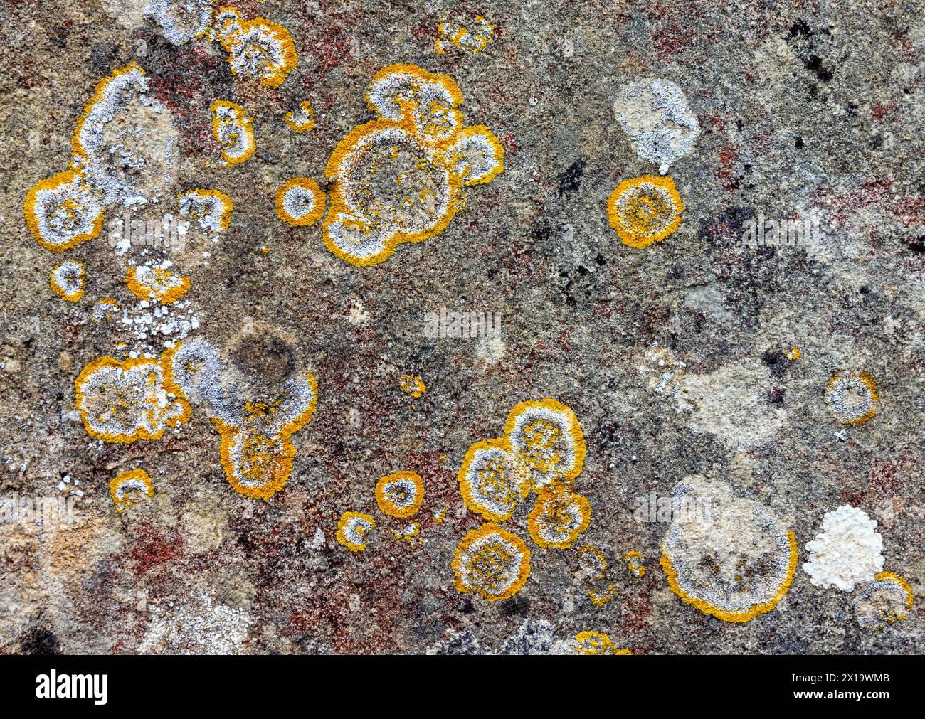 Circular lichen Banque de photographies et d’images à haute résolution ...