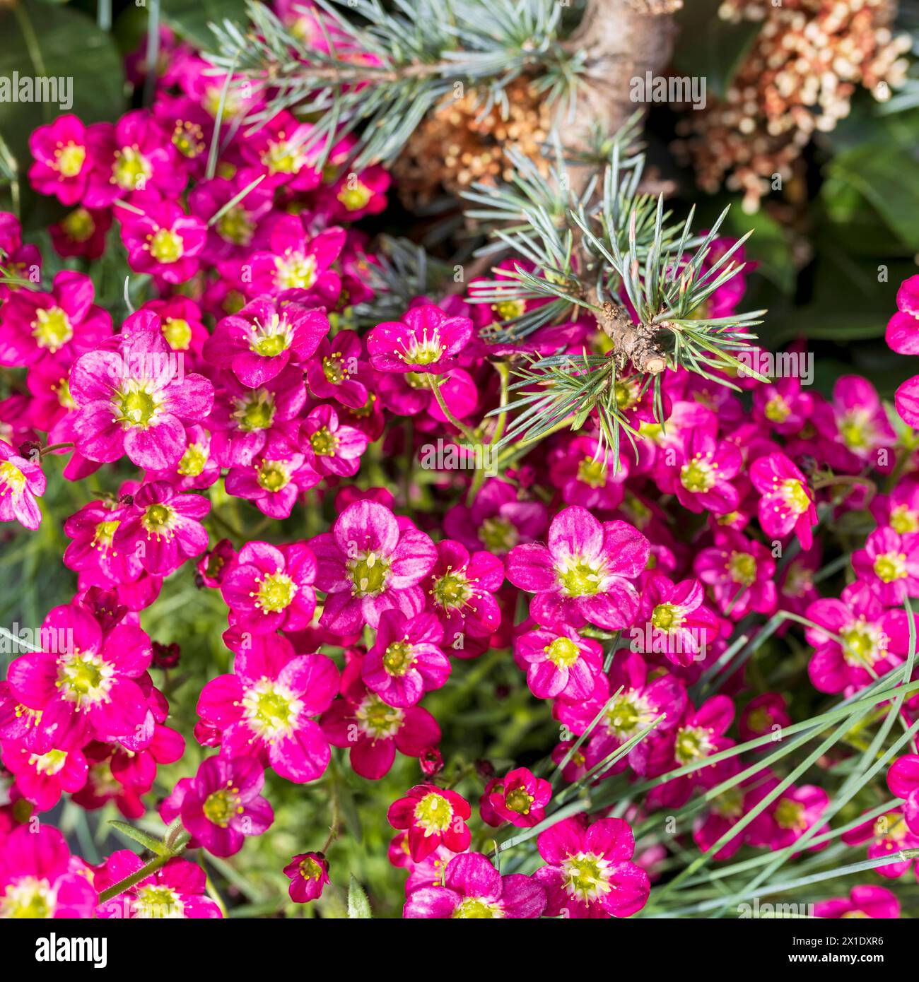Saxifraga rosacée, ou saxifrage irlandais, est une plante herbacée de ...