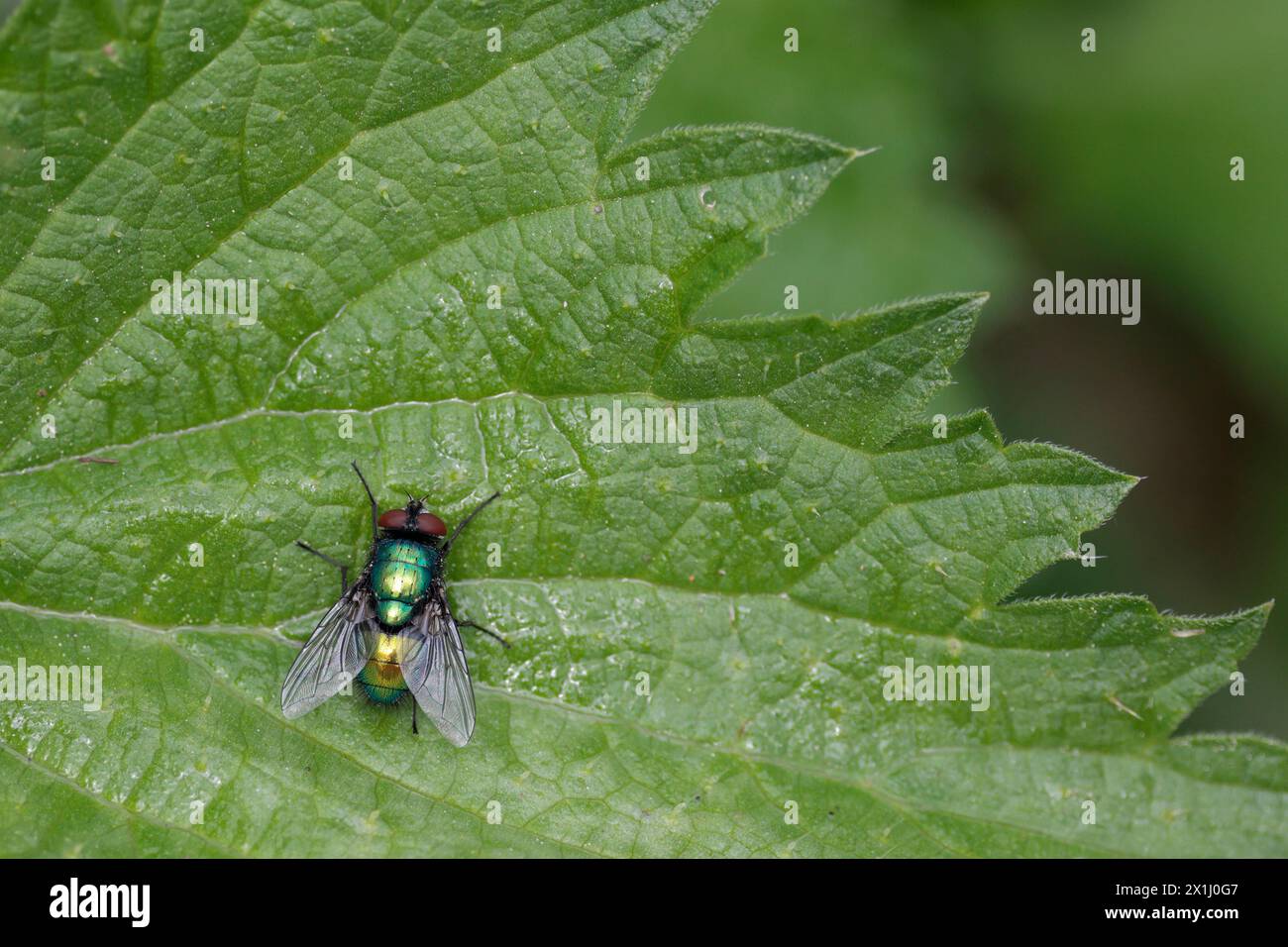 bouteille verte lucillia sericata, mouche de soufflage brillant vert ...