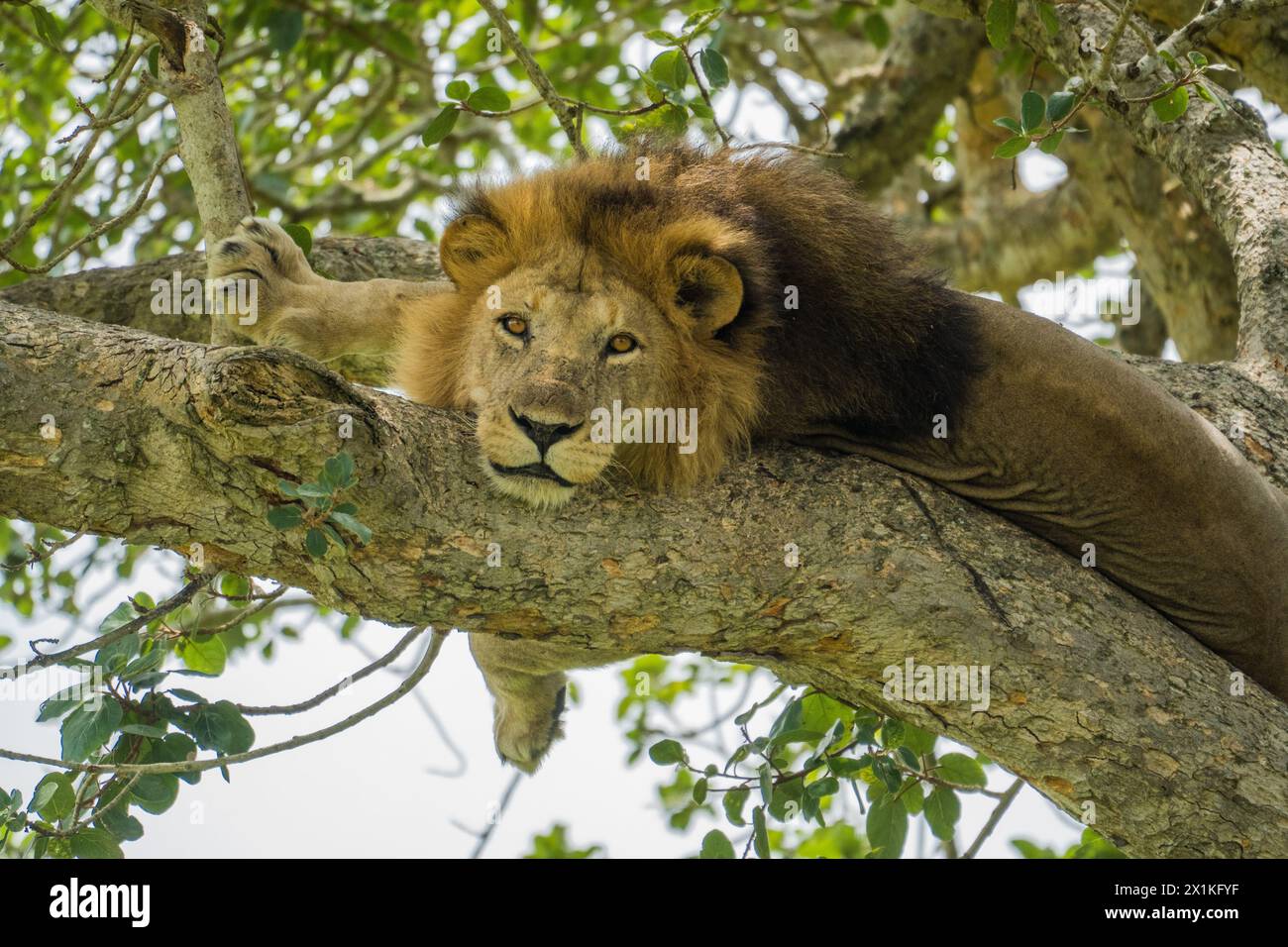 Lion dans un arbre Banque de photographies et d’images à haute ...