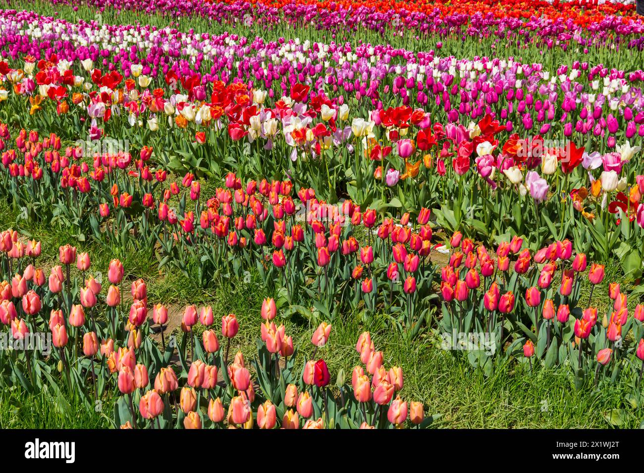Rangées de tulipes aux couleurs vives dans les champs de tulipes ...