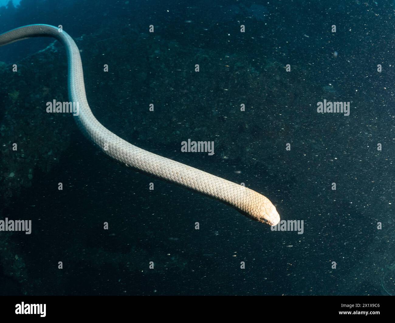 Serpent de mer olive aipysurus laevis Banque de photographies et d ...