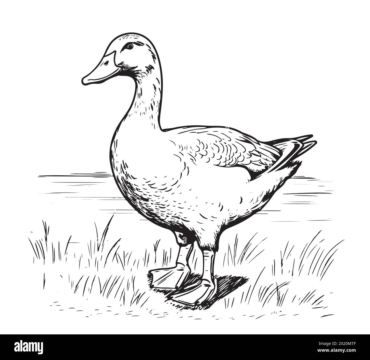 Duck tail Banque d'images noir et blanc - Alamy