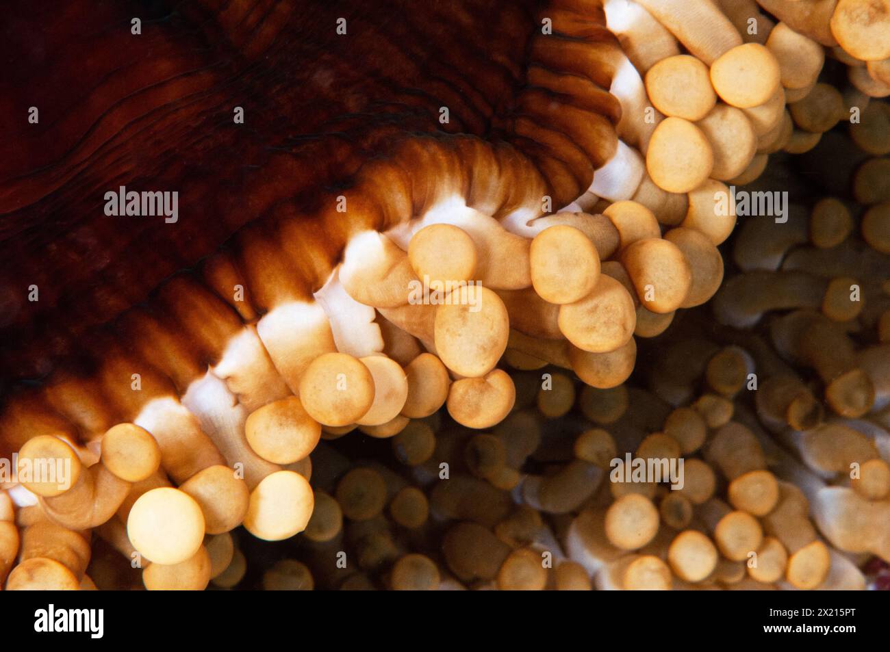 Hoplites paracorynactis Banque de photographies et d’images à haute ...