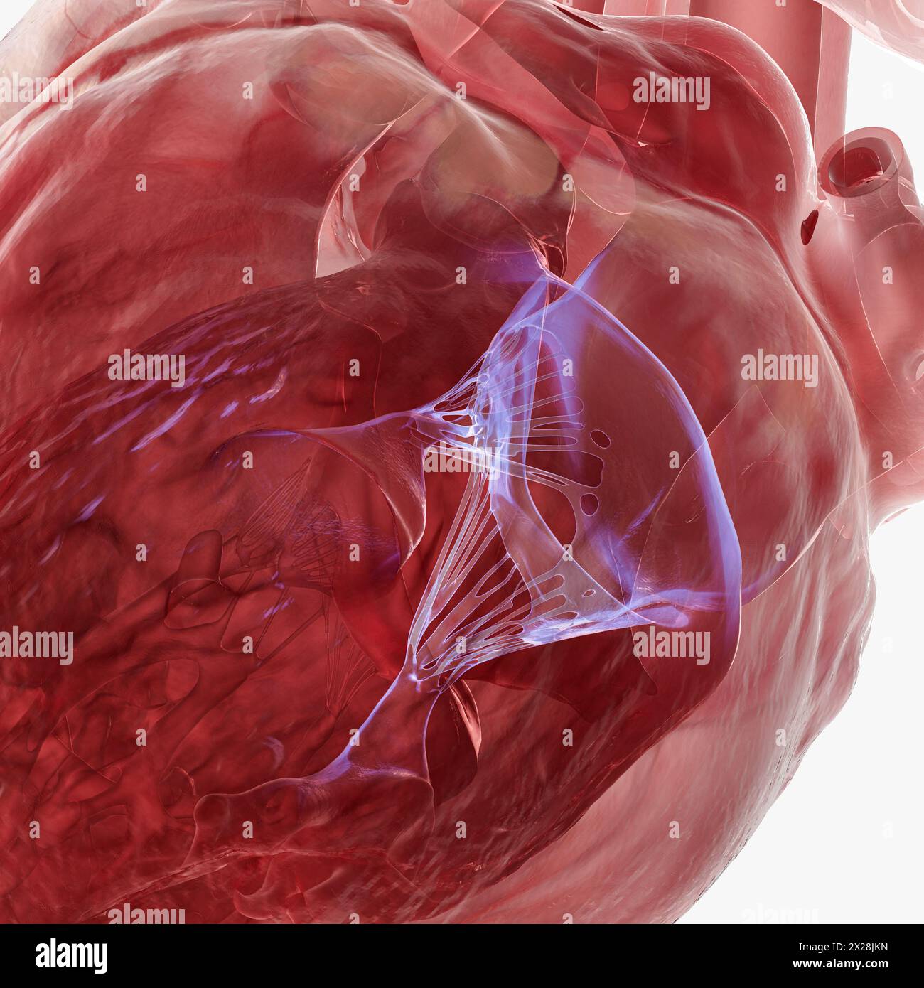 Valvule mitrale Banque de photographies et d’images à haute résolution ...