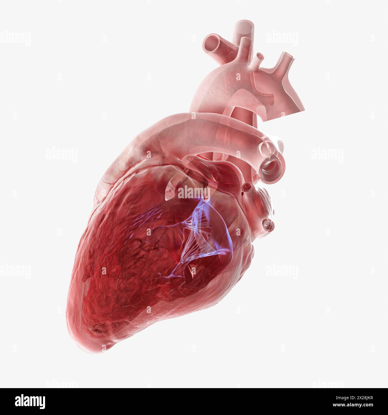 Mitral valve Banque de photographies et d’images à haute résolution - Alamy