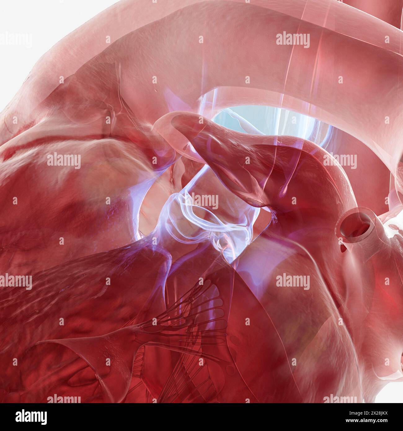 Valve aortique de coeur humain Banque de photographies et d’images à ...