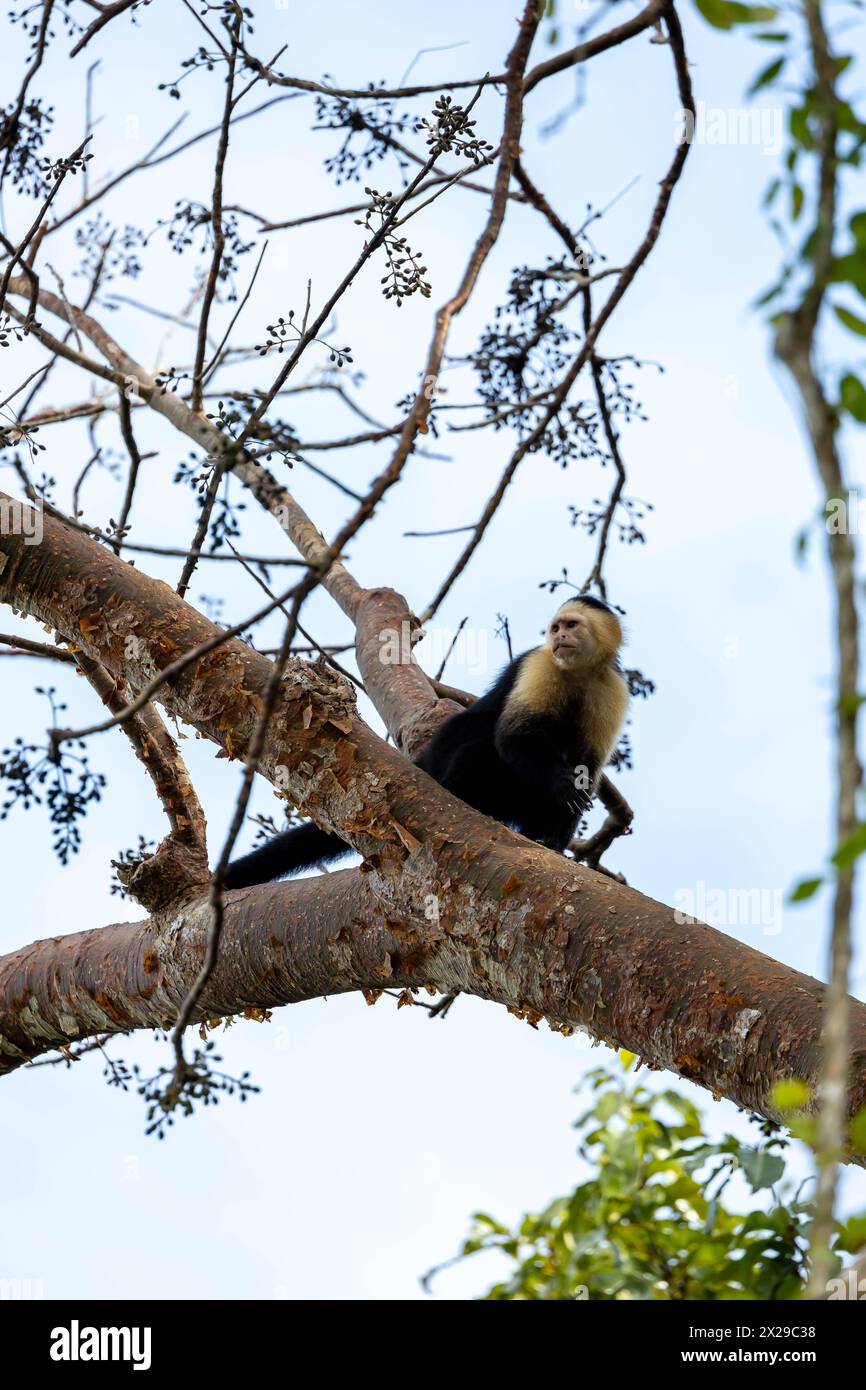 Jeune singe sur un arbre Banque de photographies et d’images à haute ...