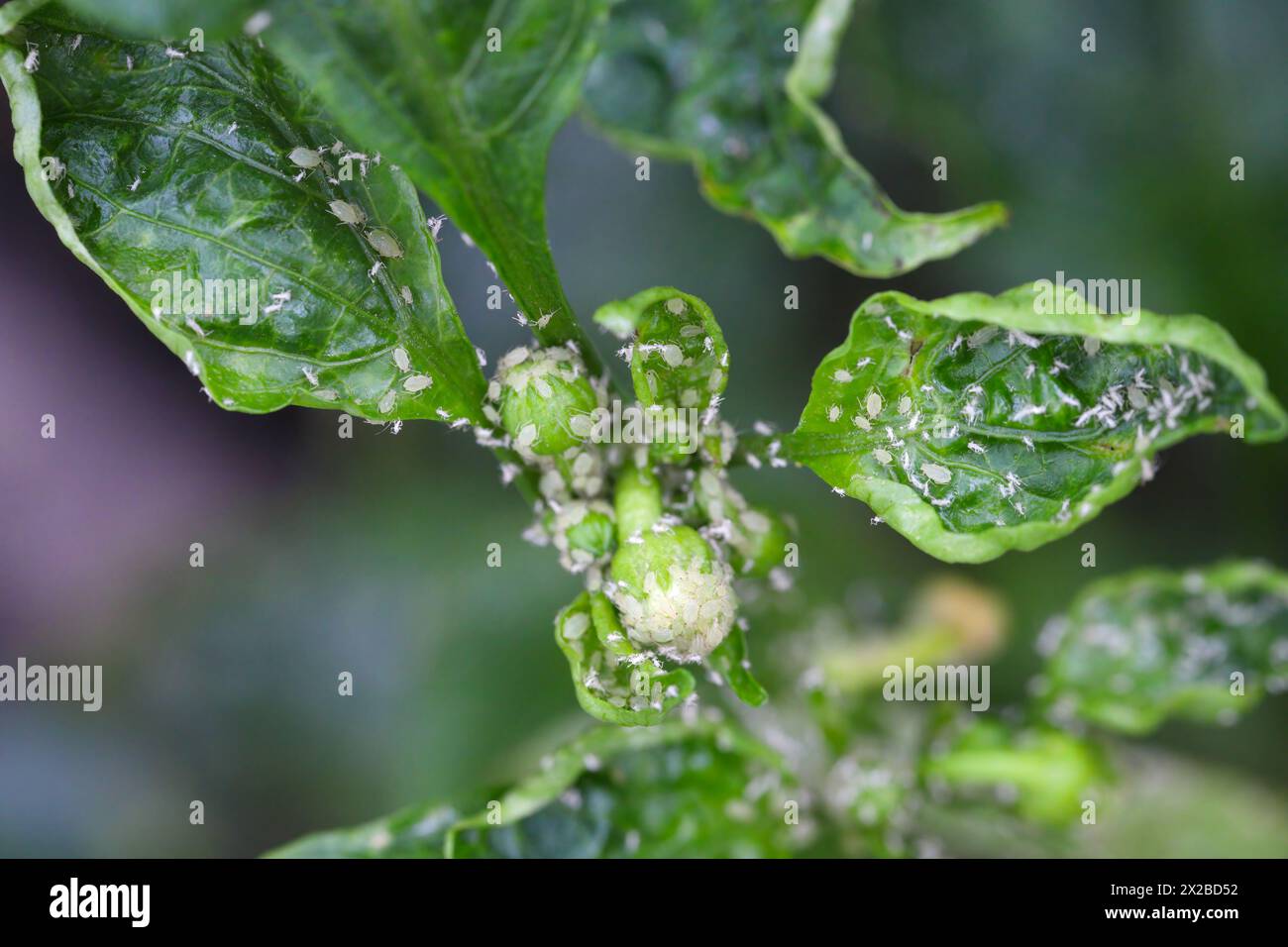 Aulacorthum solani Banque de photographies et d’images à haute ...