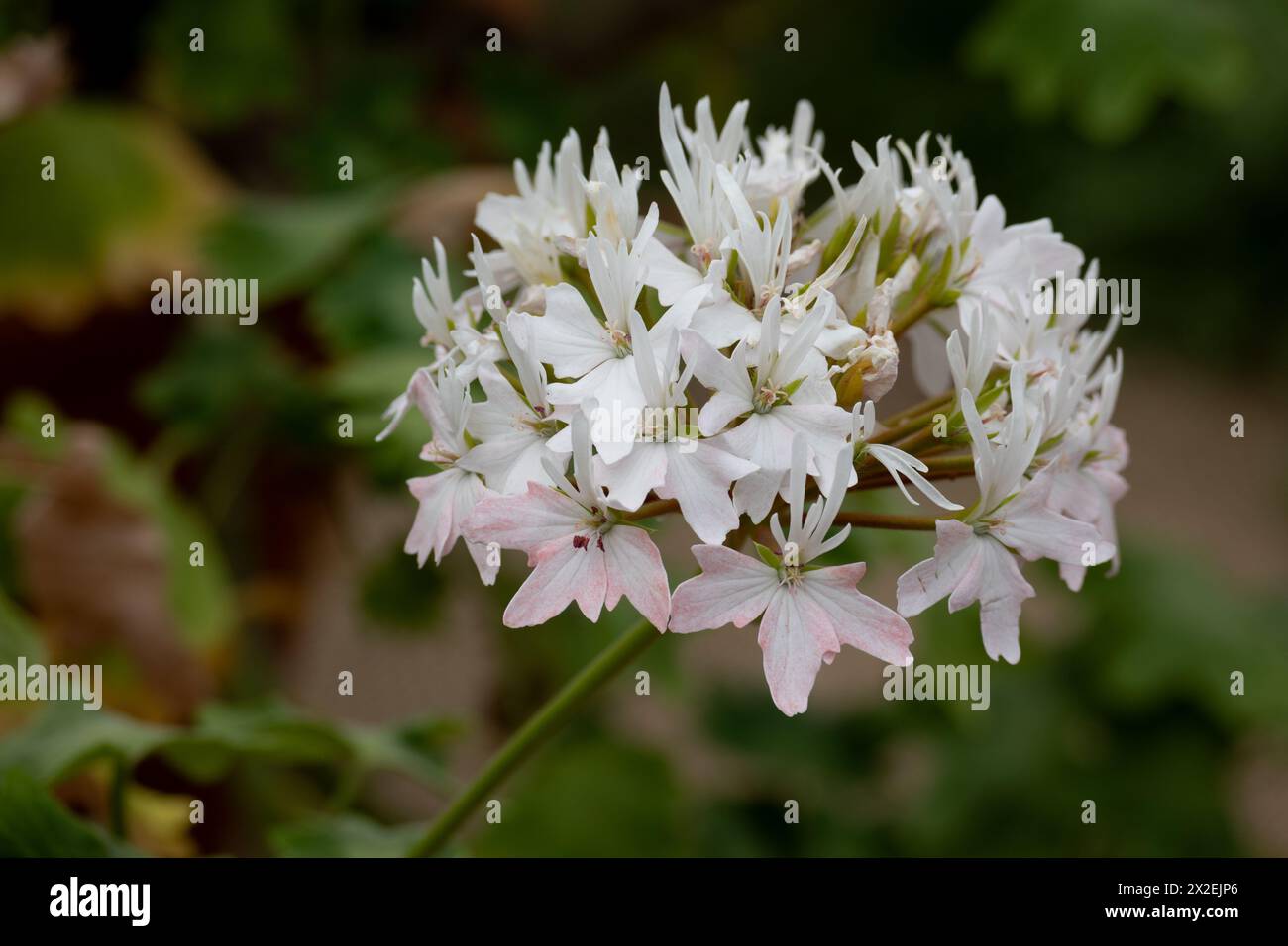 Pelargonium stellar arctic star Banque de photographies et d’images à ...