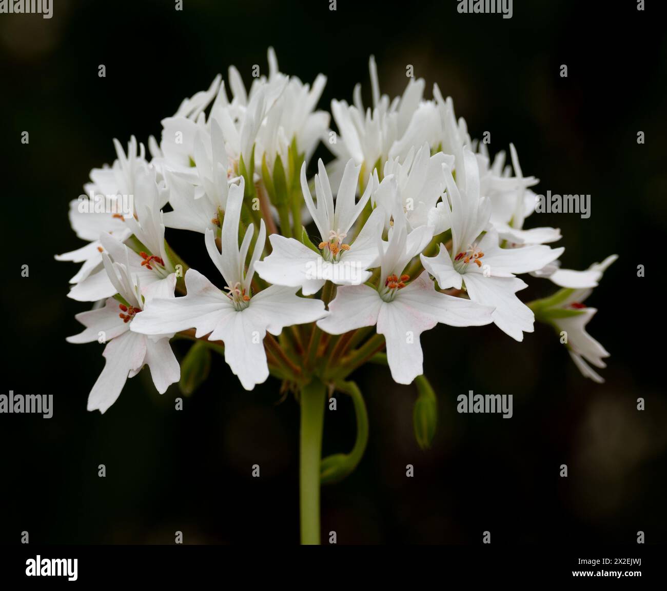 Pelargonium stellar arctic star Banque de photographies et d’images à ...
