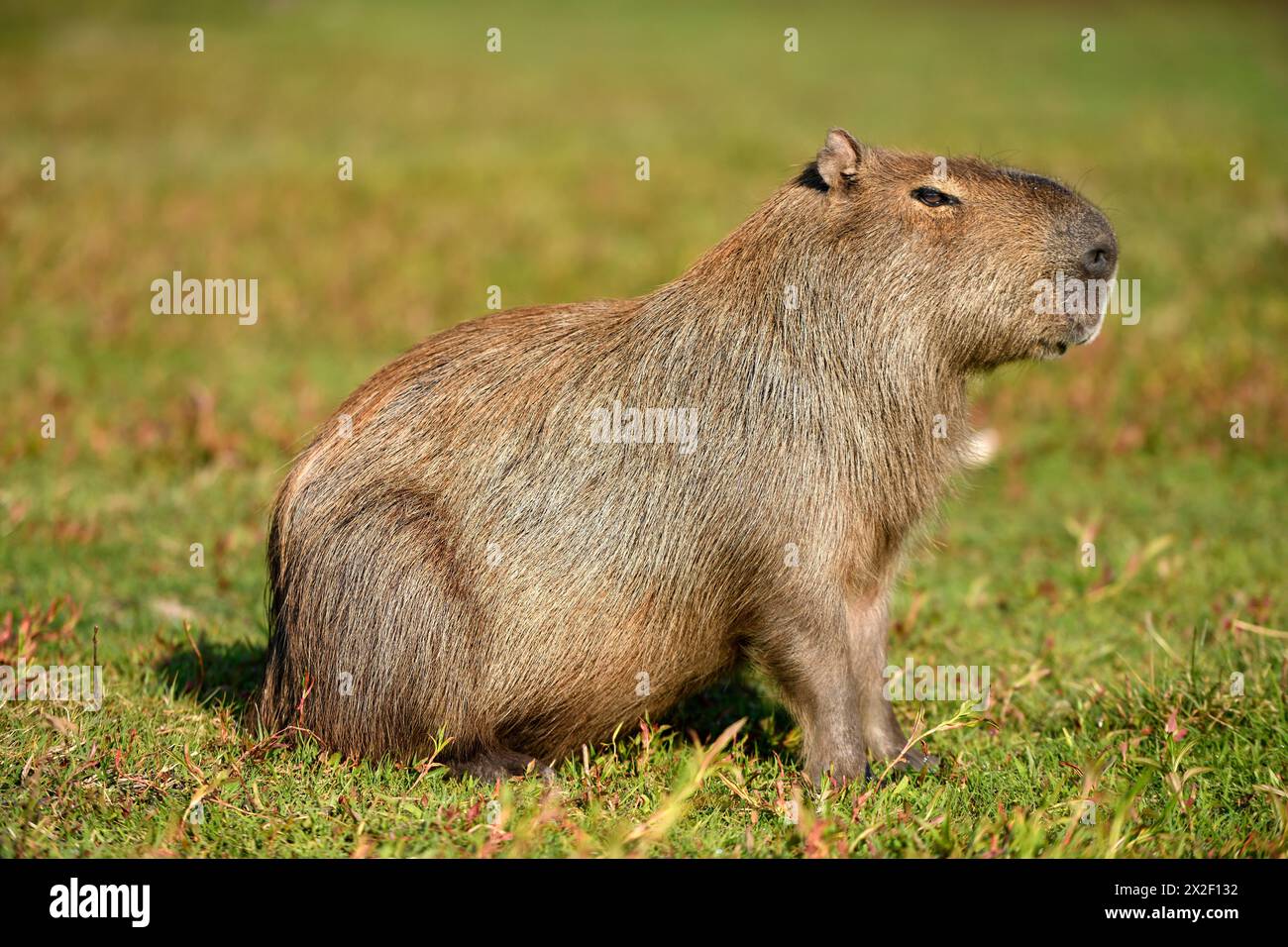 Le capybara Banque de photographies et d’images à haute résolution - Alamy