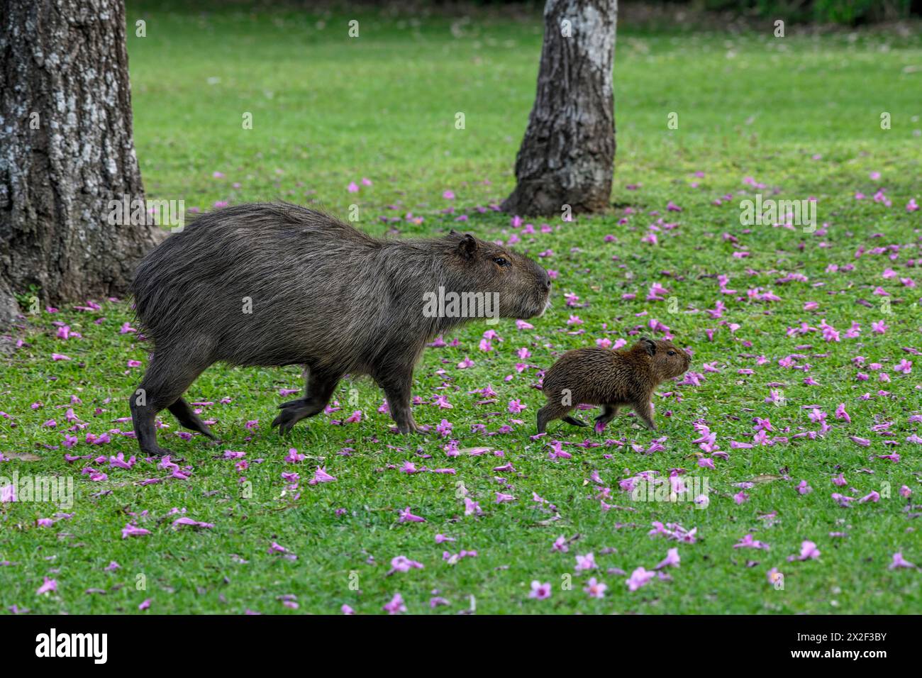 Le capybara Banque de photographies et d’images à haute résolution - Alamy