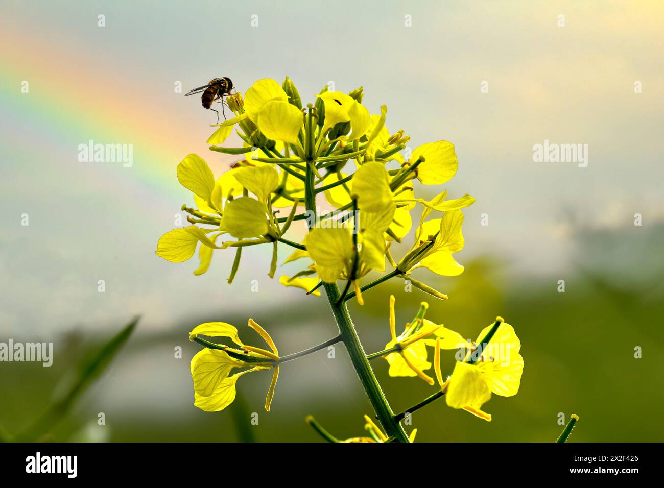 Brassica arvensis Banque de photographies et d’images à haute ...