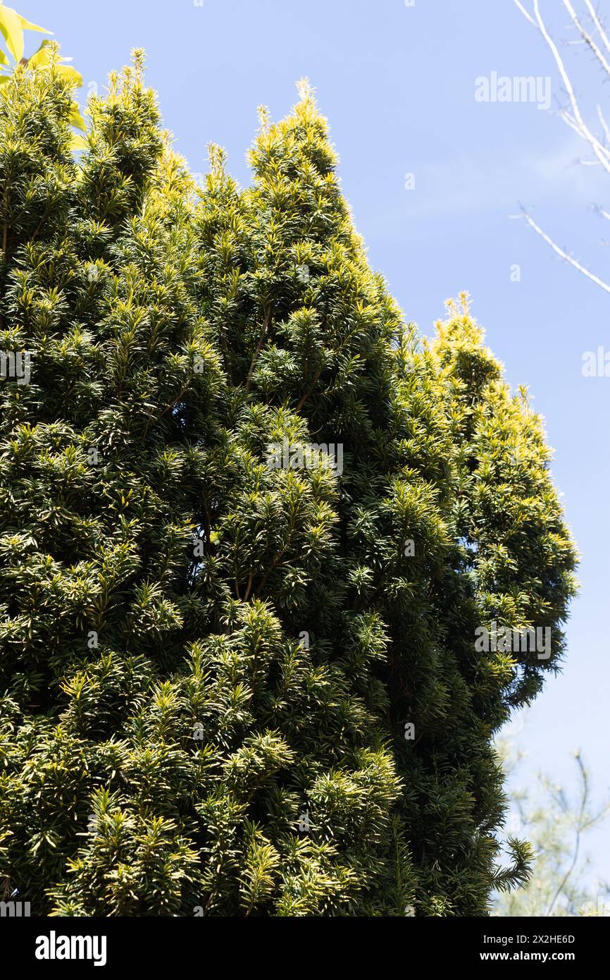 Taxus baccata standishii Banque de photographies et d’images à haute ...