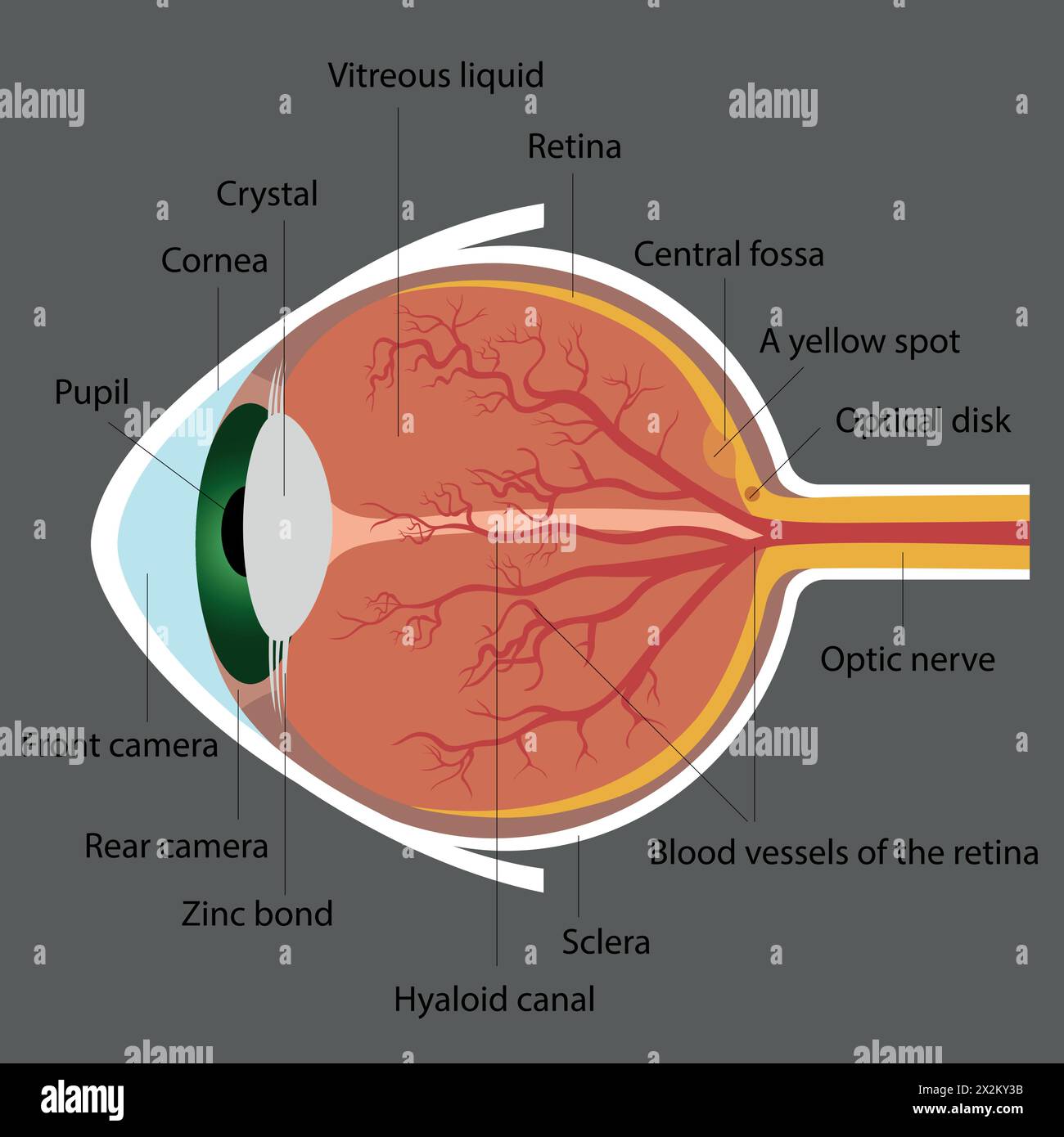 Coupe transversale de l'oeil humain Banque d'images vectorielles - Alamy