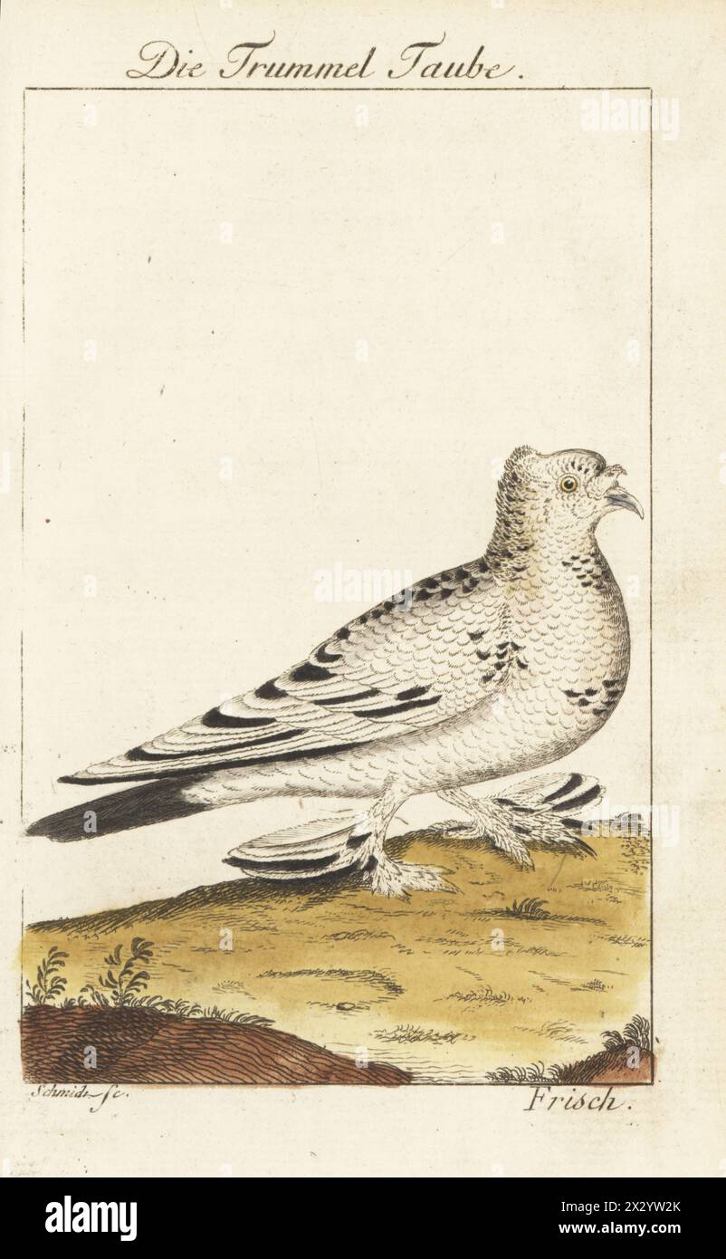 Pigeon trompettiste anglais, Columba Livia. Race de pigeon voyageur ...