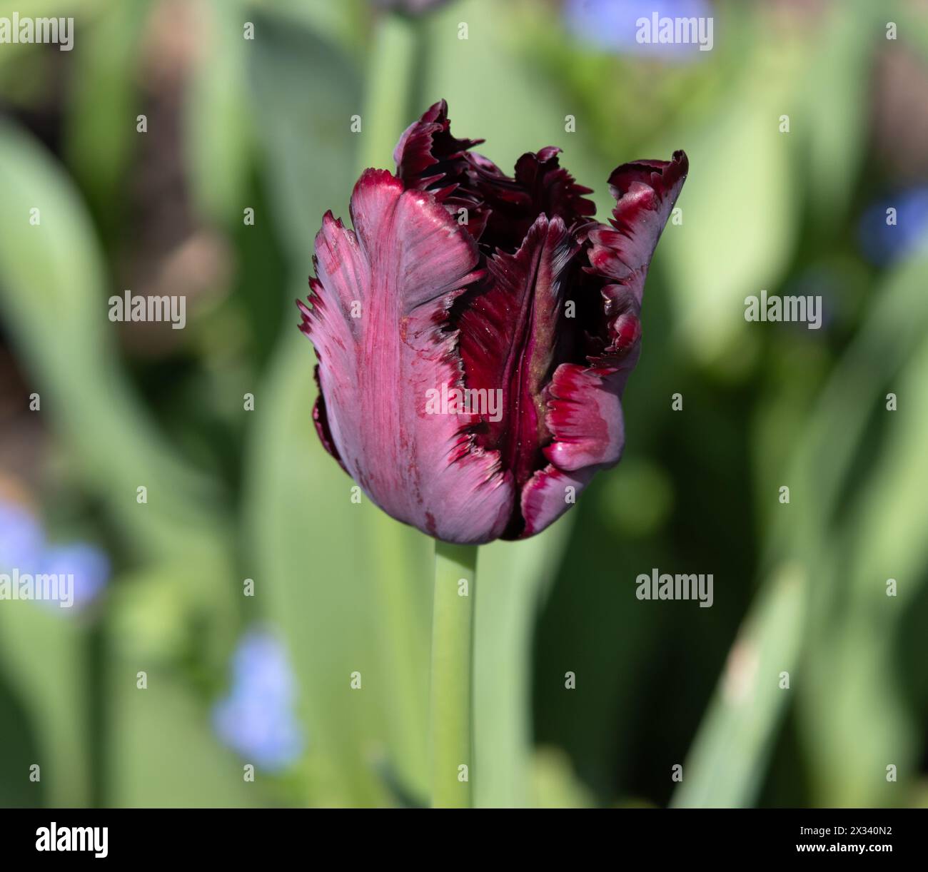 Tulipe tulipe perroquet noir Banque de photographies et d’images à haute résolution - Alamy