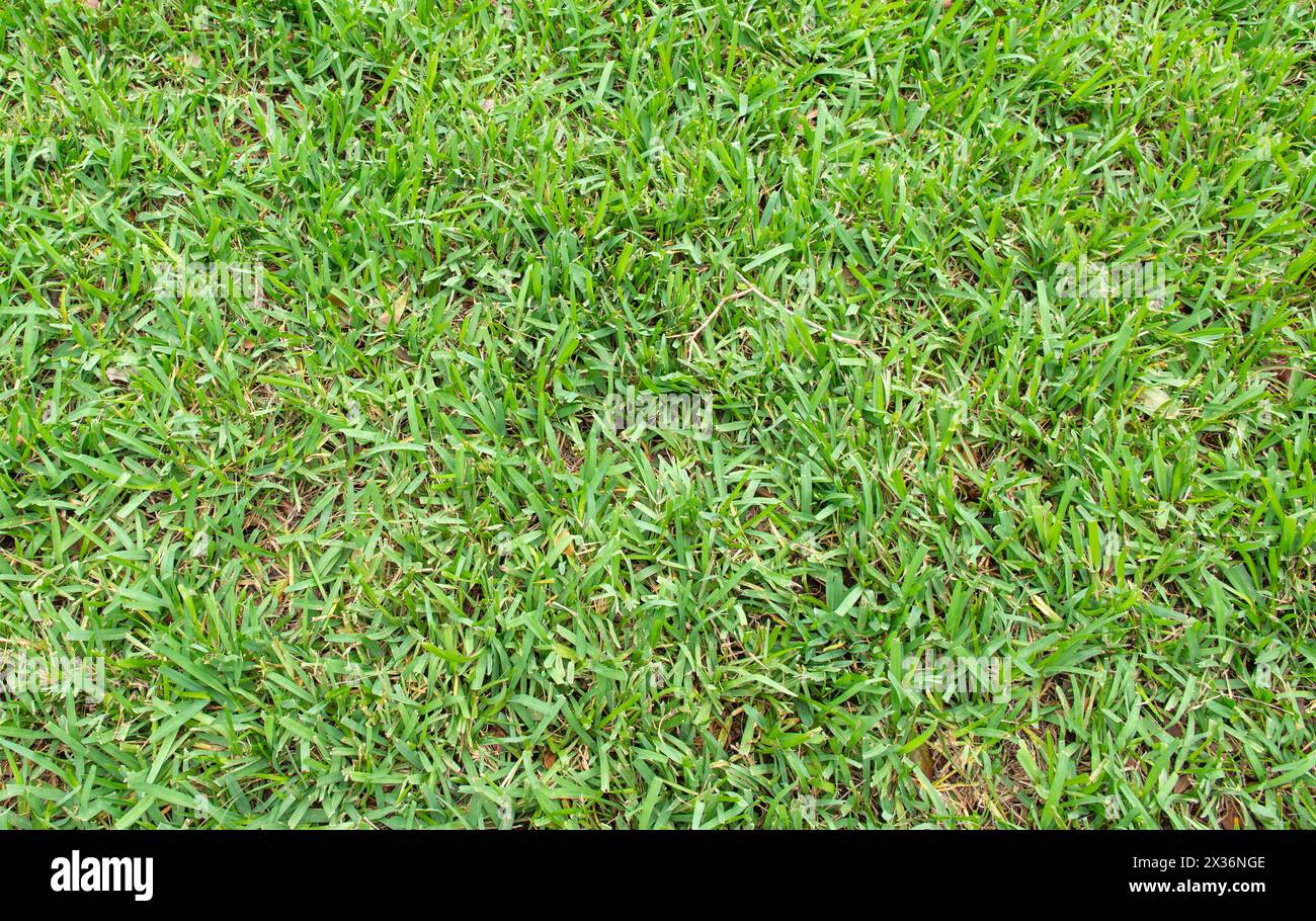Herbe pelouse parc jardin Banque de photographies et d’images à haute ...
