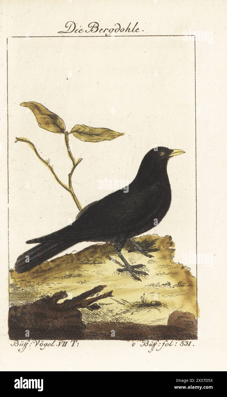 Alpine chough ou chough à bec jaune, Pyrrhocorax graculus. Die ...