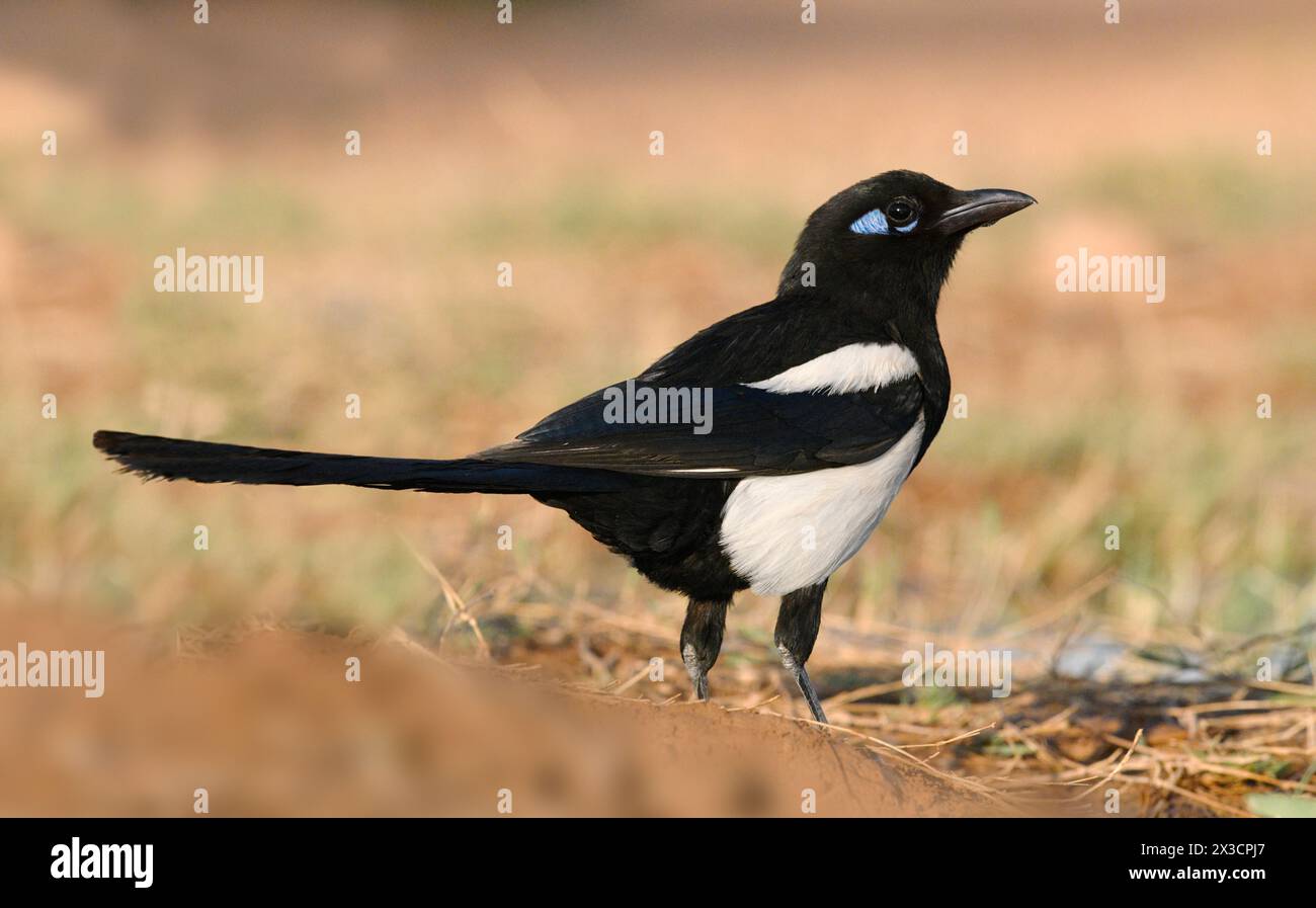 Maghreb magpie Banque de photographies et d’images à haute résolution ...
