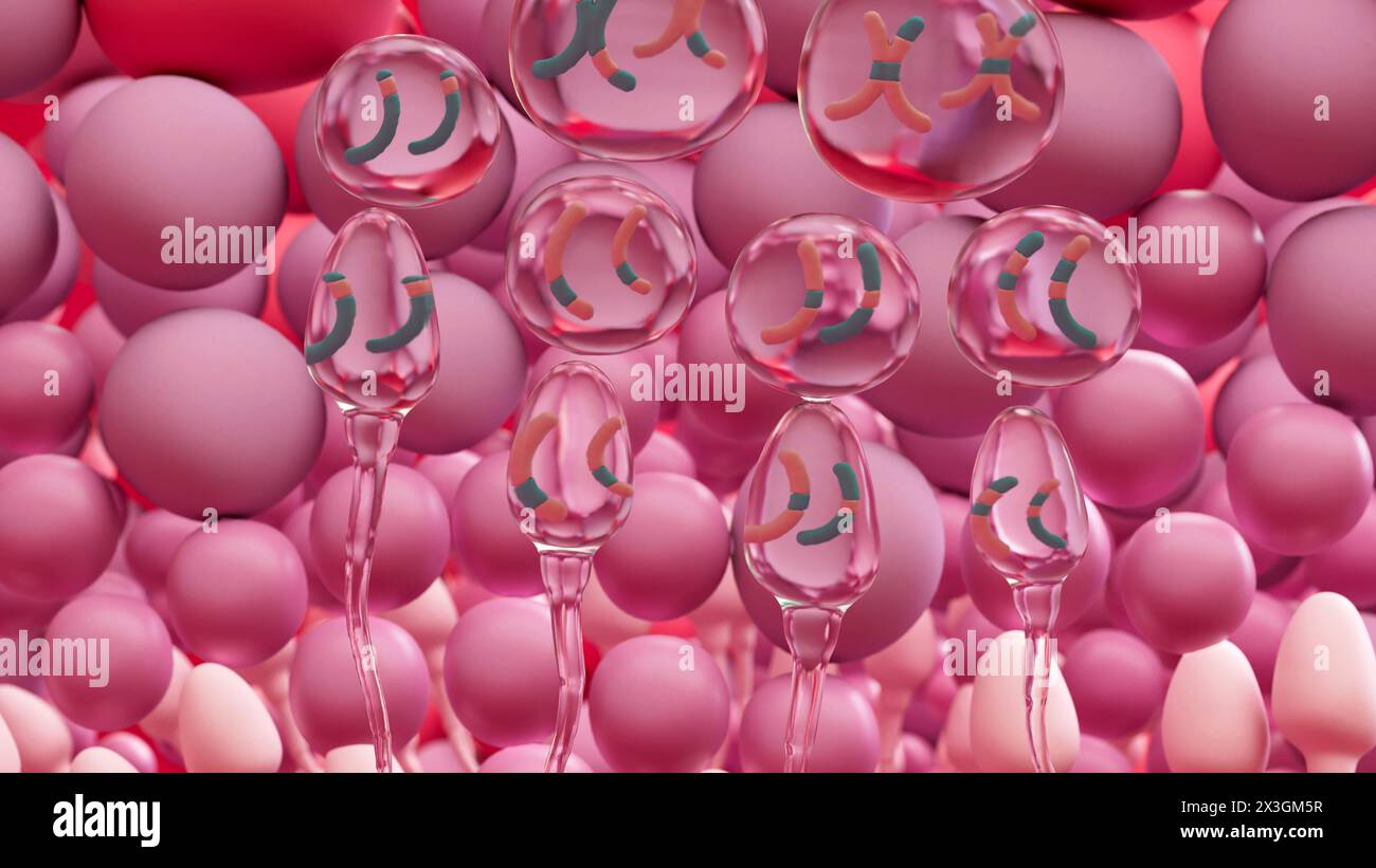 Illustration de la production de spermatozoïdes (spermatogenèse) dans ...