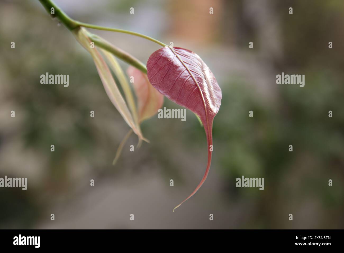 Feuille de bodhi ou peepal Banque de photographies et d’images à haute ...