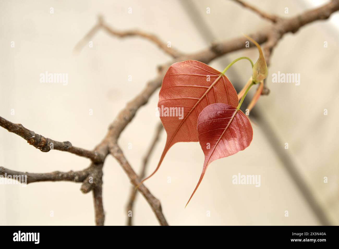 Feuille de bodhi ou peepal Banque de photographies et d’images à haute ...