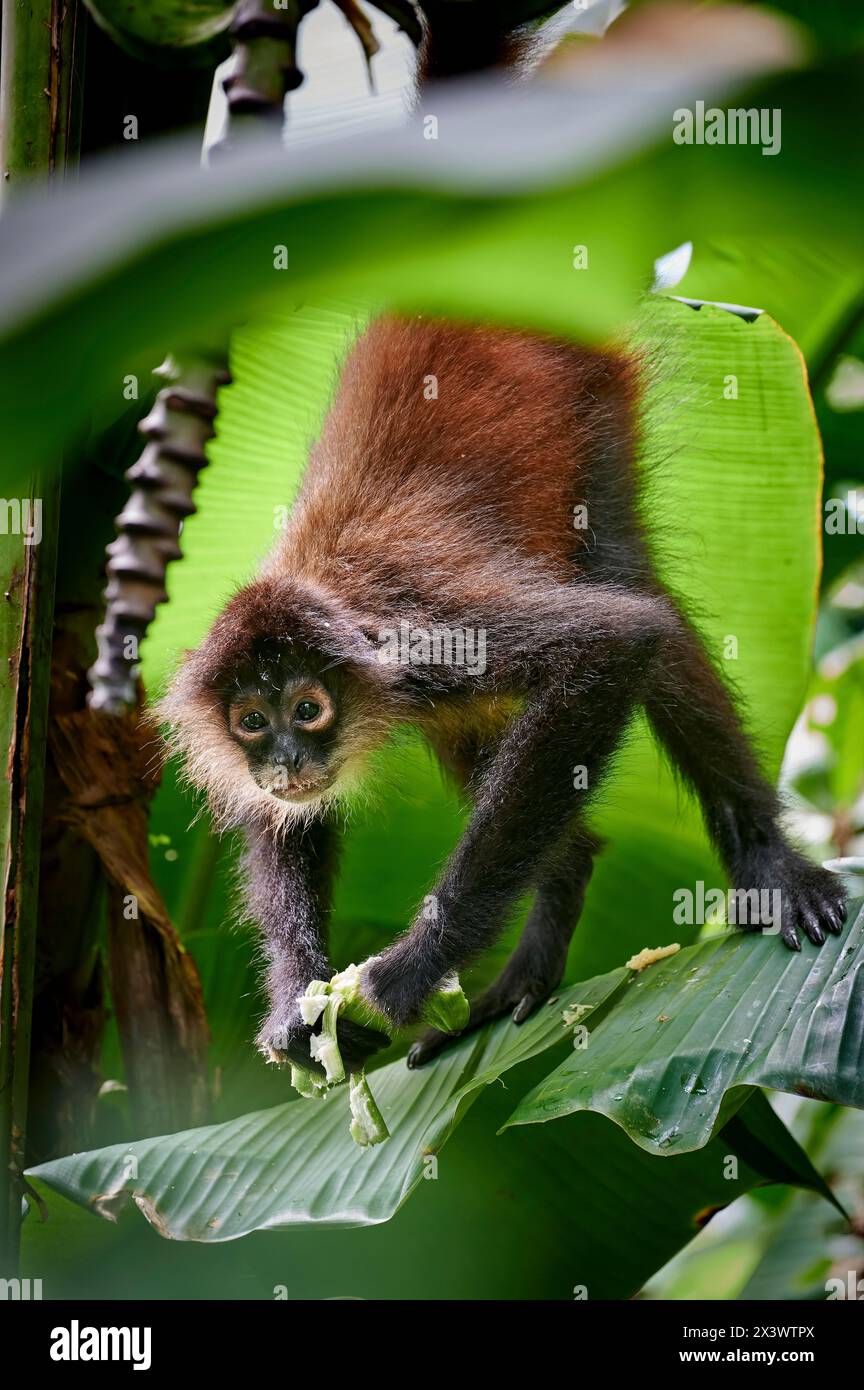 Singe araignée d'Amérique centrale (Ateles geoffroyi) ou singe araignée ...