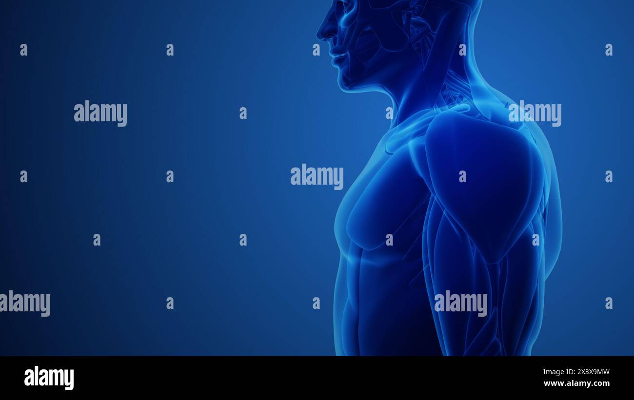 Illustration deltoid muscle anatomy Banque de photographies et d’images ...