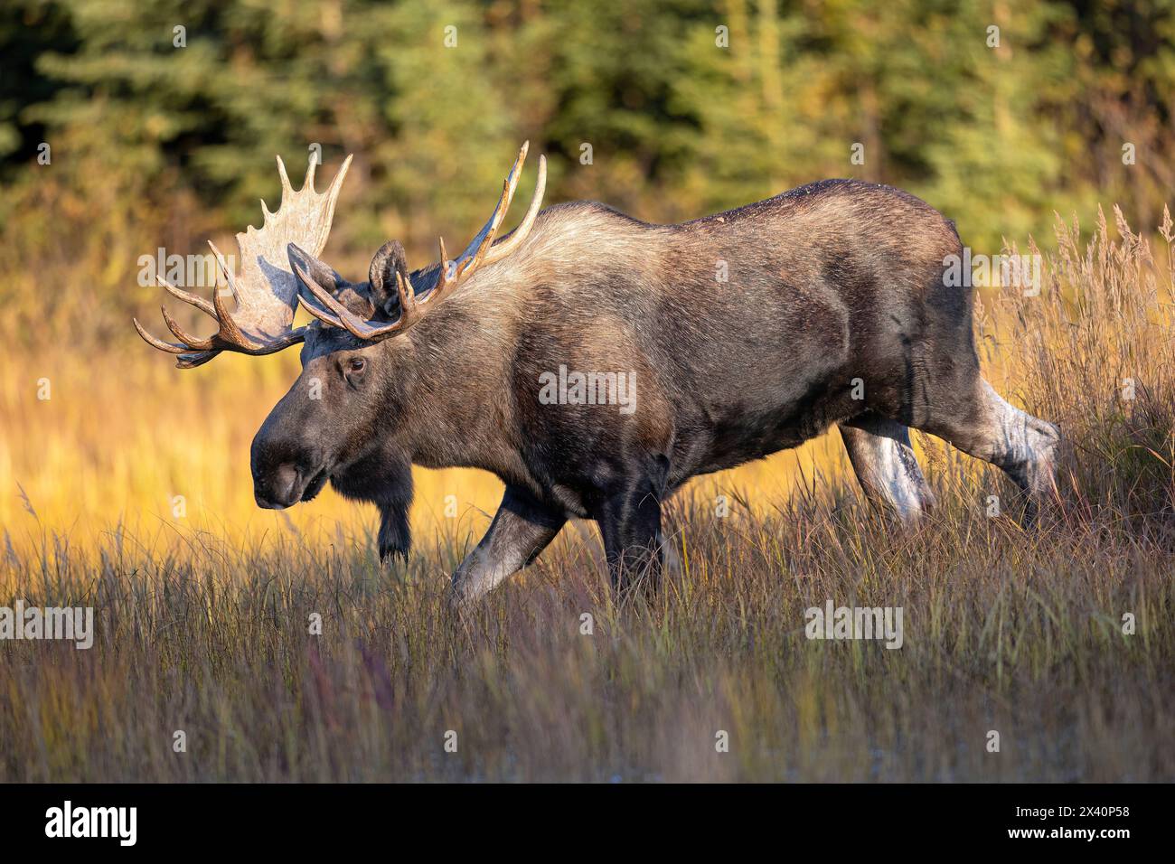 L'orignal-taureau d'Alaska (Alces alces gigas) traverse une prairie à ...