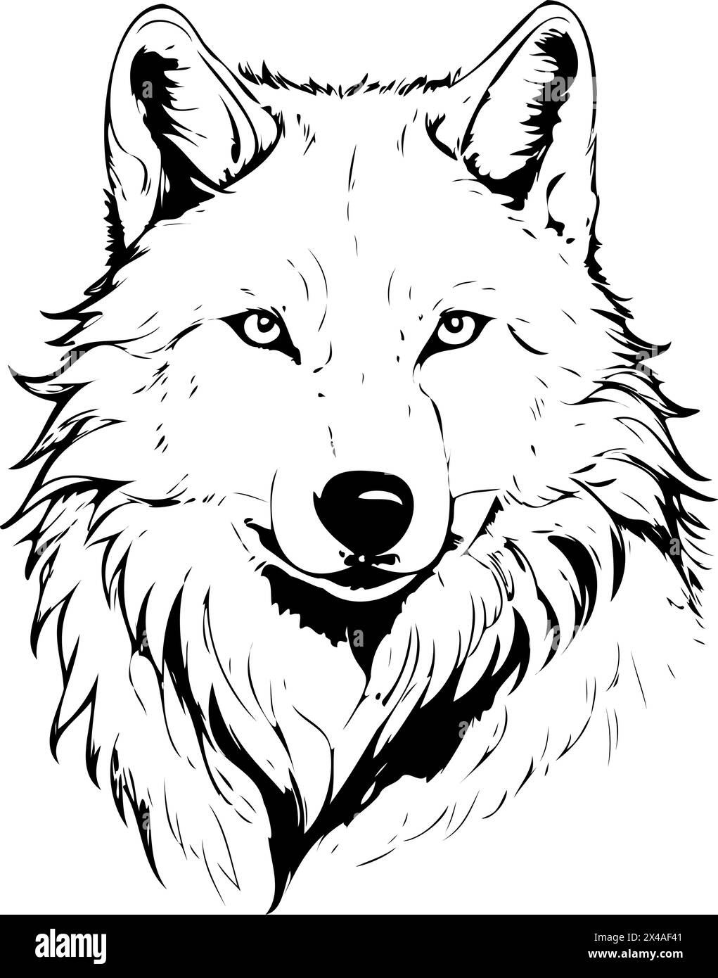 Loup dessin au trait Banque d'images vectorielles - Alamy