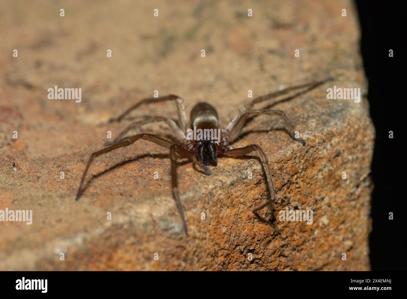 Clubiona sp Banque de photographies et d’images à haute résolution - Alamy