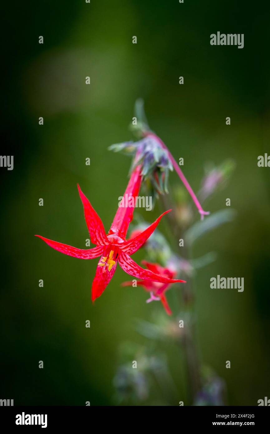 Fairy trumpet Banque de photographies et d’images à haute résolution ...