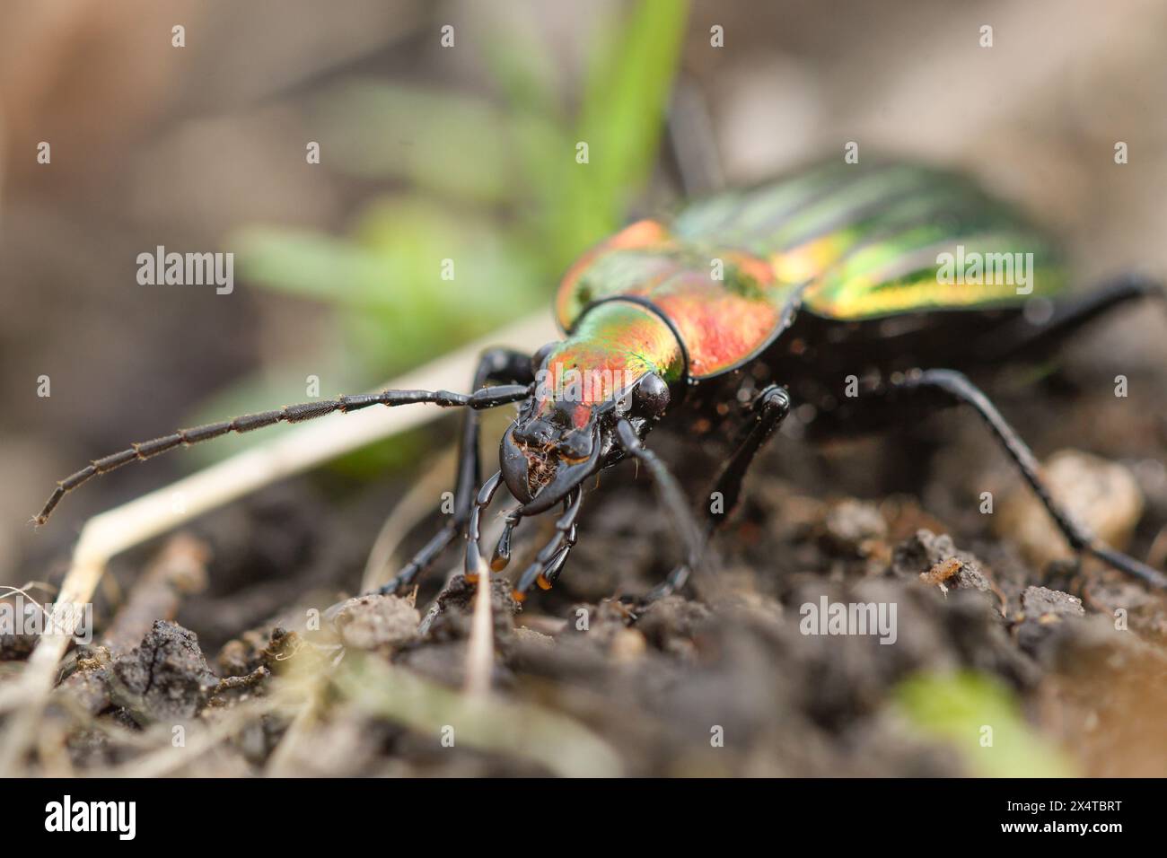 Integrated farming Banque de photographies et d’images à haute ...
