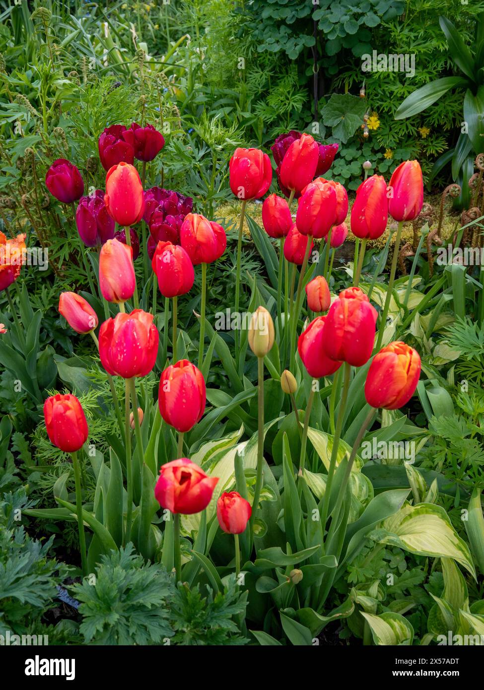 Tulipe d'avignon Banque de photographies et d’images à haute résolution ...