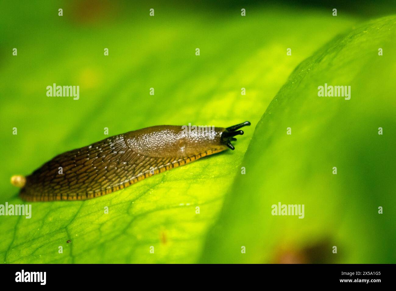 Limace de banane Banque de photographies et d’images à haute résolution ...