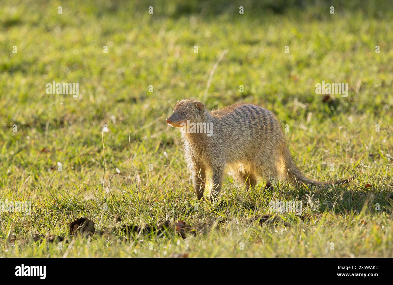 Mangouste africaine Banque de photographies et d’images à haute ...