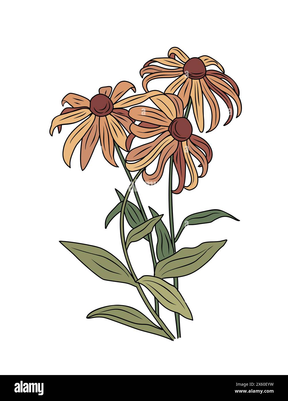 Marguerite de rudbeckia gloriosa Banque d'images vectorielles - Alamy